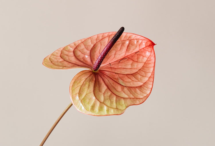 Ask JKE: “How Do I Not Resent My Parents or Myself in the Future ...